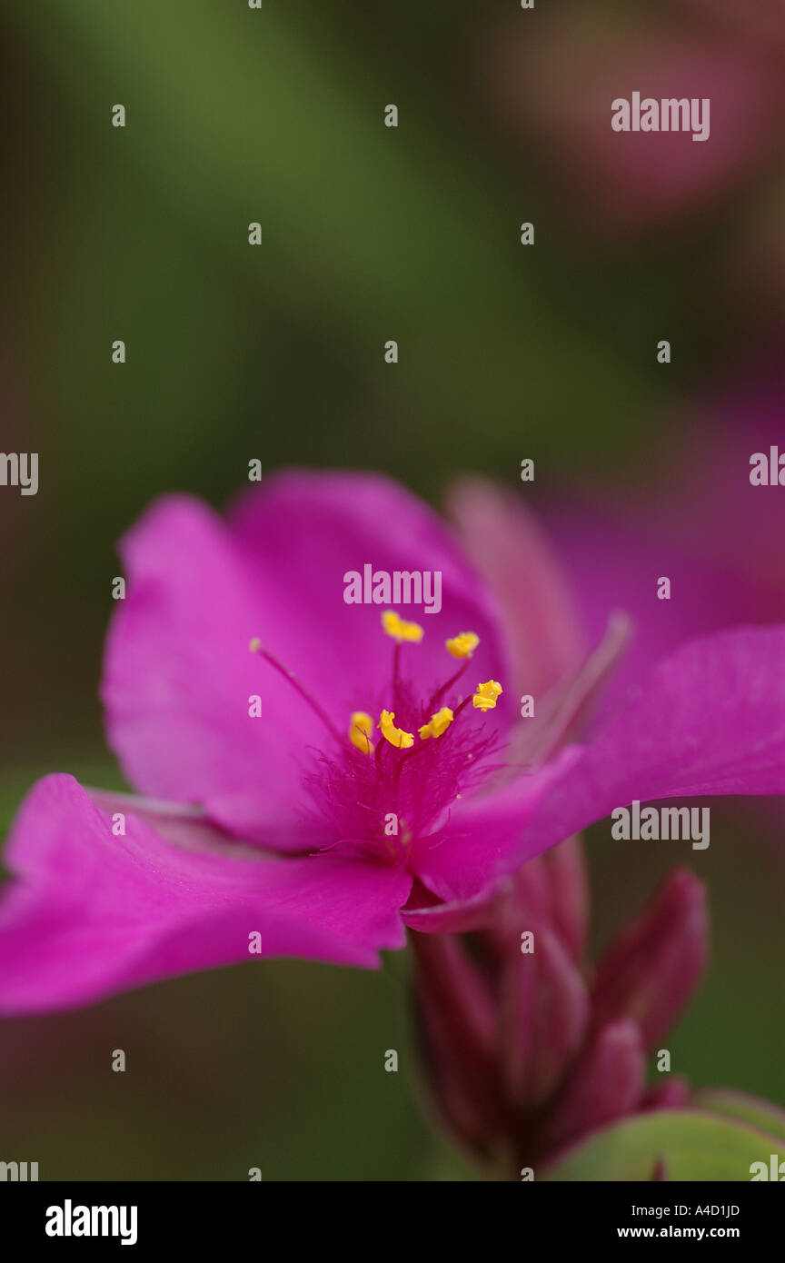 Red spiderwort hi-res stock photography and images - Alamy
