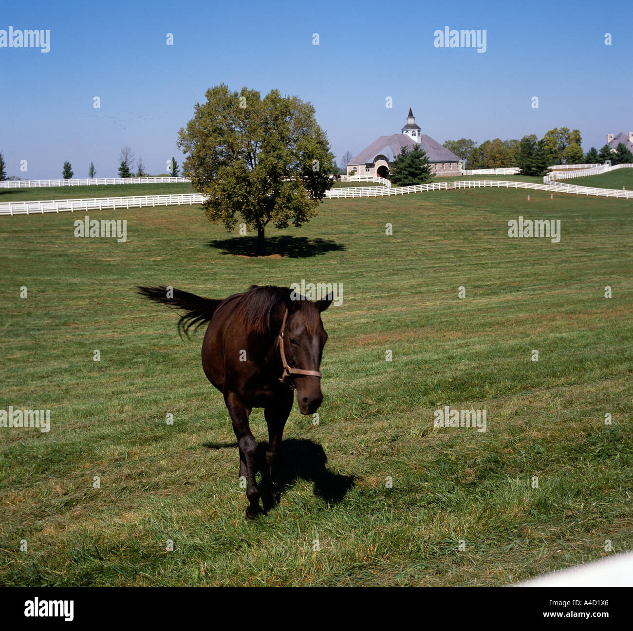 Kentucky horse farm hi-res stock photography and images - Alamy