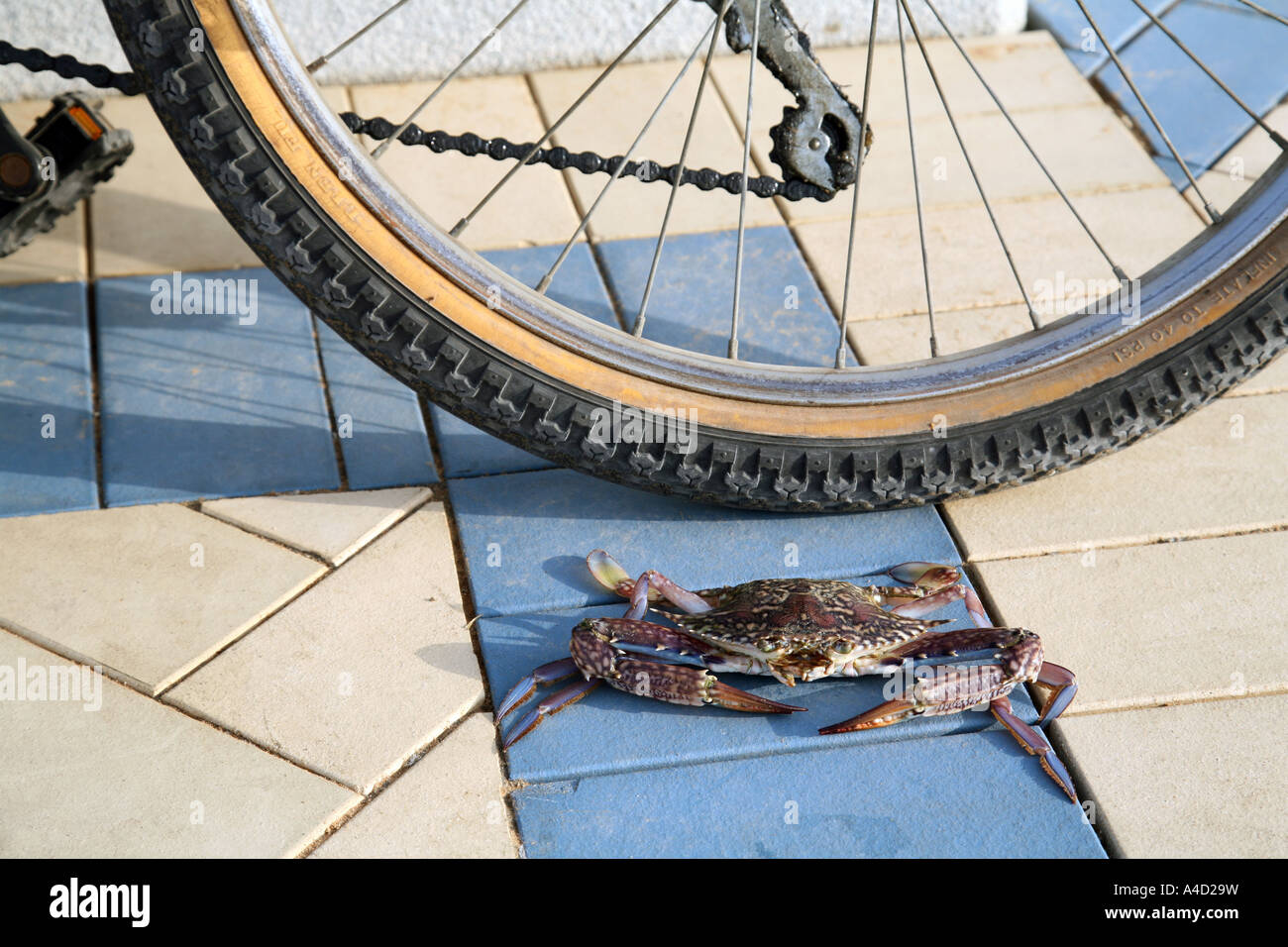 Crab and bicycle wheel Stock Photo - Alamy