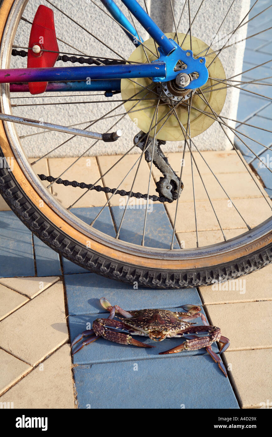 Crab and bicycle wheel Stock Photo - Alamy