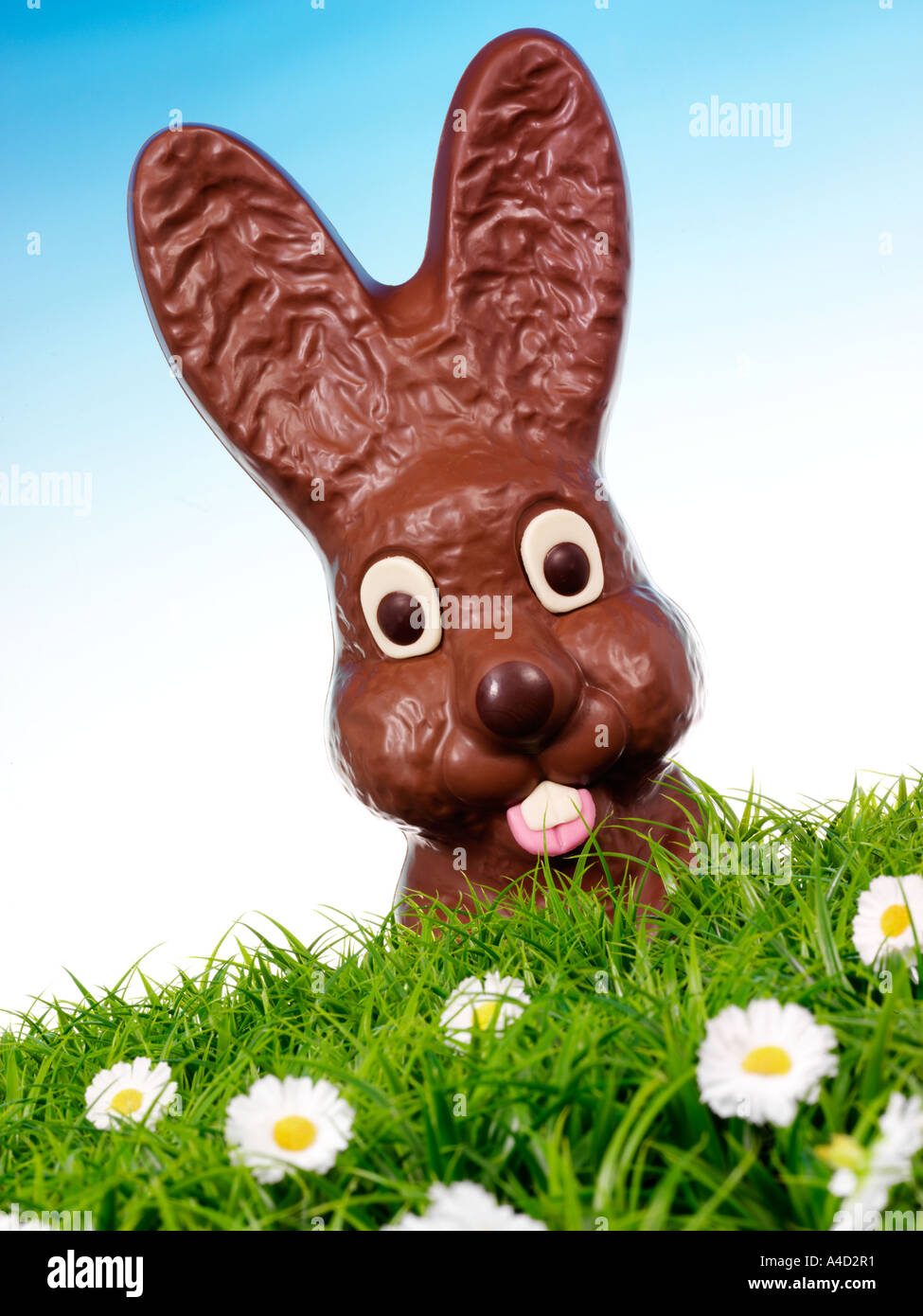 CHOCOLATE EASTER BUNNY Stock Photo - Alamy