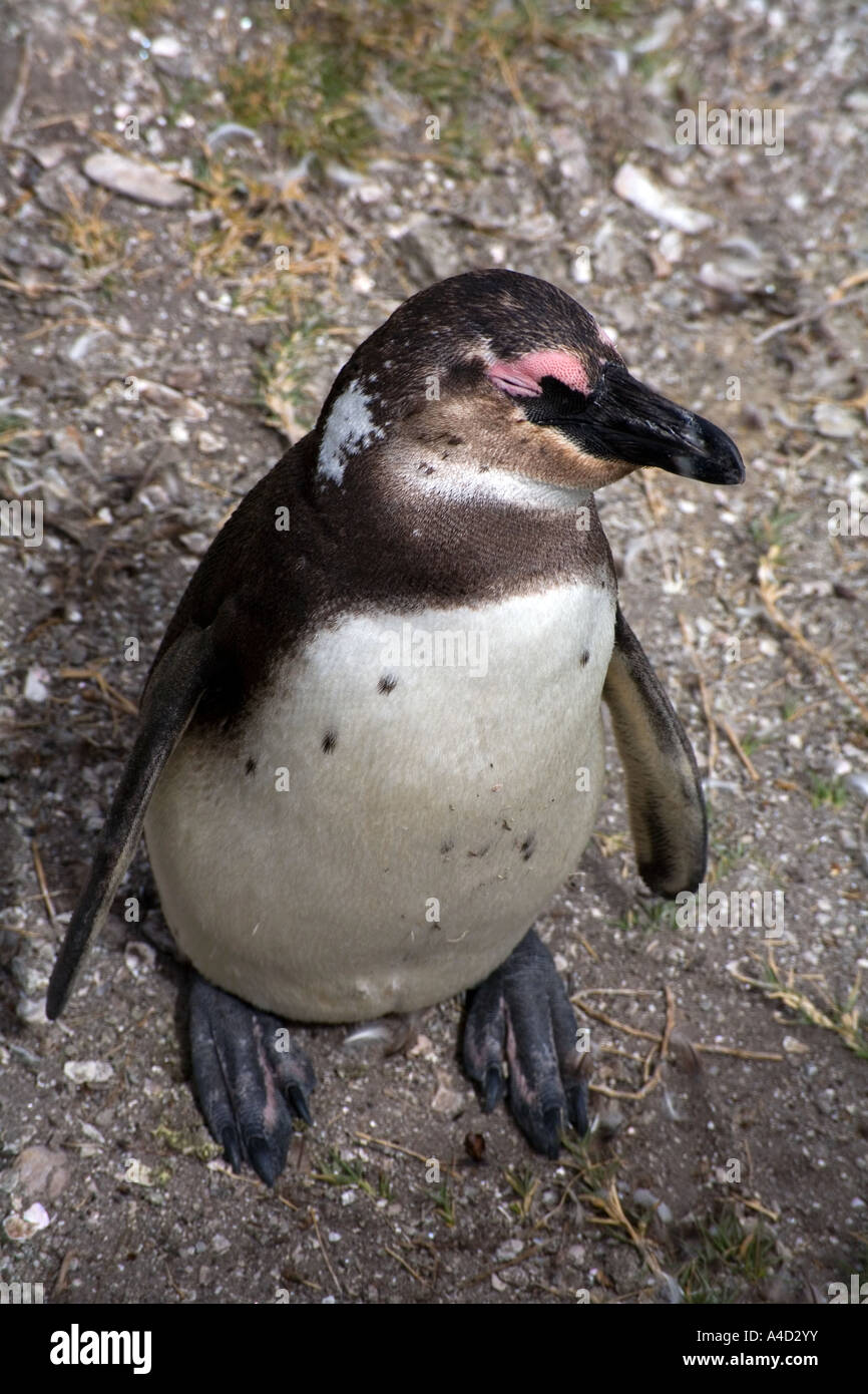 African Penguin Spheniscus Demersu Stock Photo - Alamy