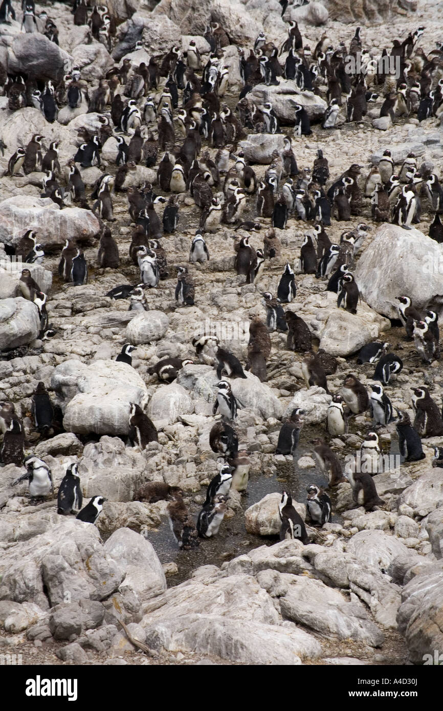 African Penguin Colony Spheniscus Demersus South Africa Stock Photo - Alamy