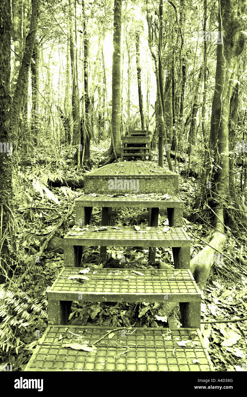 Steps in forest Stock Photo - Alamy