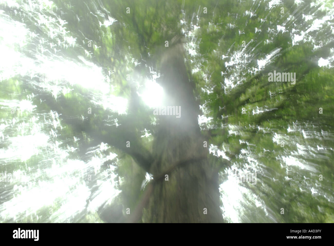 Light through canopy hi-res stock photography and images - Alamy