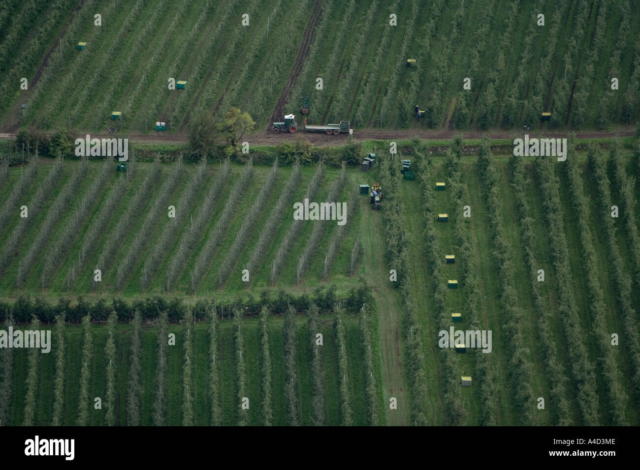 Apple orchards at picking time in the Venosta Valley of South Tyrol ...