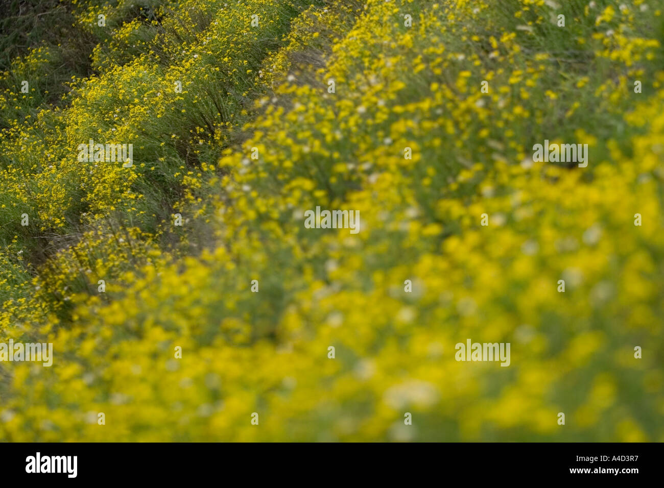 Yellow alpine flora spring, Italy. Pull-focus sequence with image ...
