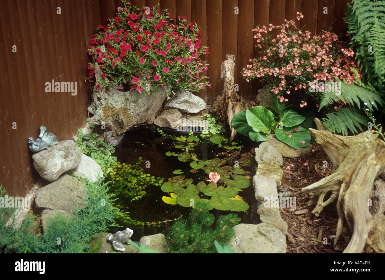 Mini water lilies hi-res stock photography and images - Alamy