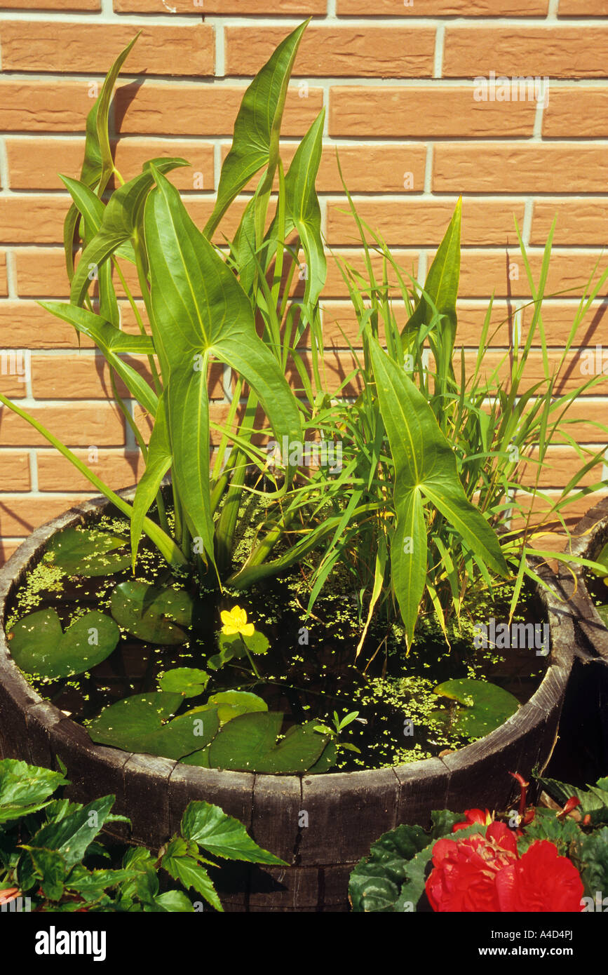 Arrowhead pond hi-res stock photography and images - Alamy