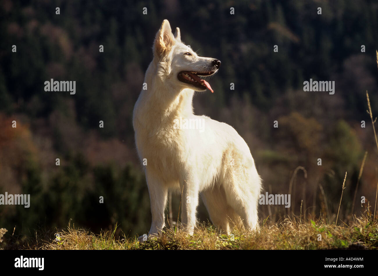 American white shepherd on meadow Stock Photo - Alamy
