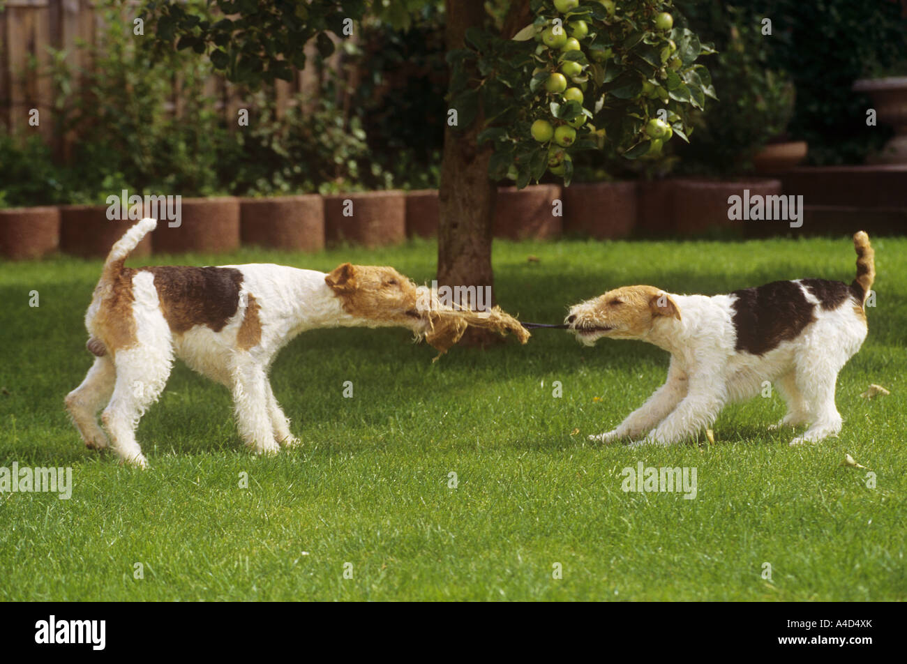Dog pulling rope hi-res stock photography and images - Alamy