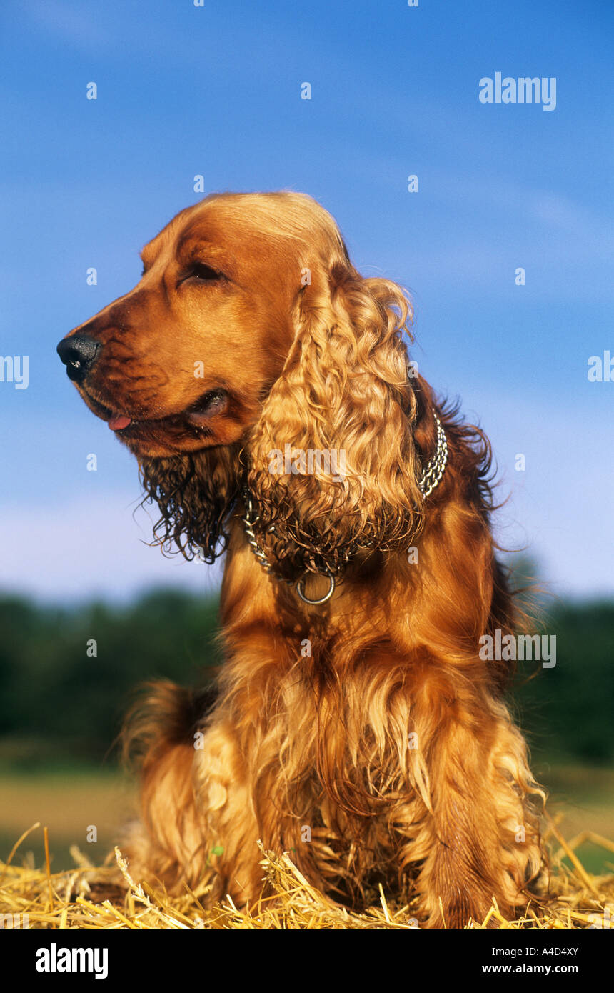 Cocker Spaniel sitting Stock Photo - Alamy