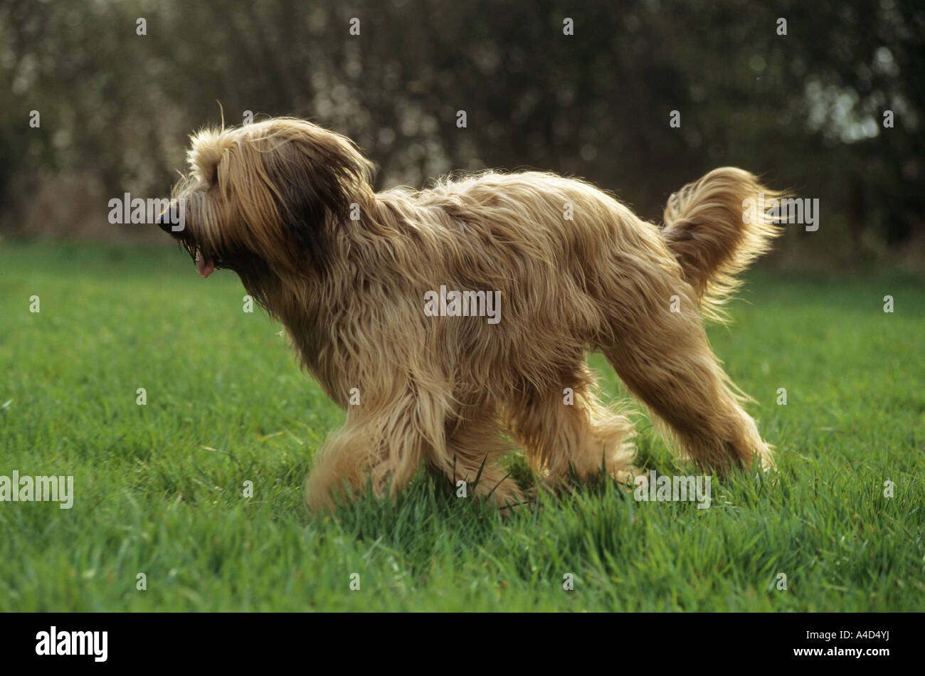 Berger de Brie dog Briard running on meadow Stock Photo - Alamy