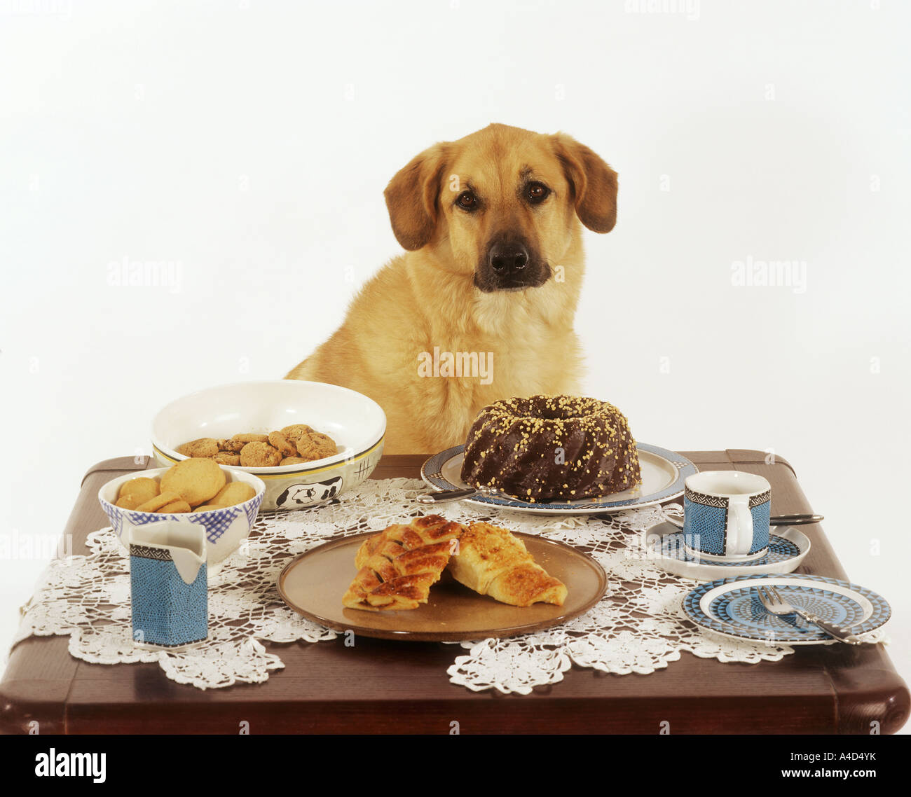 Dog begs at table hi-res stock photography and images - Alamy
