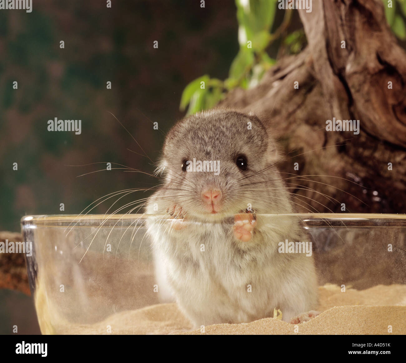 Chinchilla taking a sand bath Stock Photo - Alamy