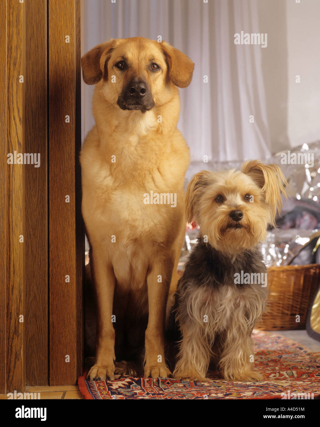 two half breed dogs - sitting Stock Photo - Alamy