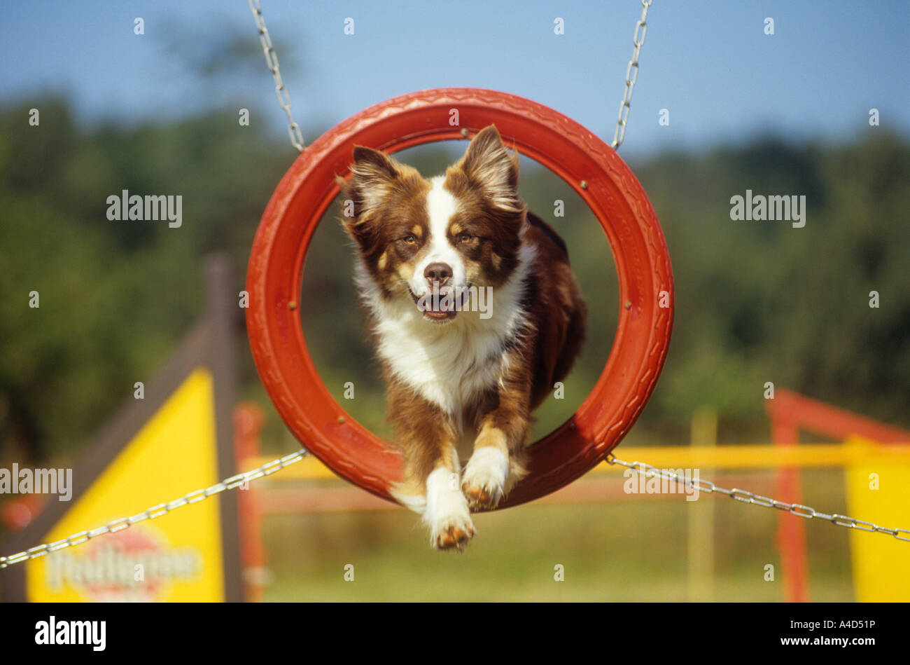 Tyre animals hi-res stock photography and images - Alamy