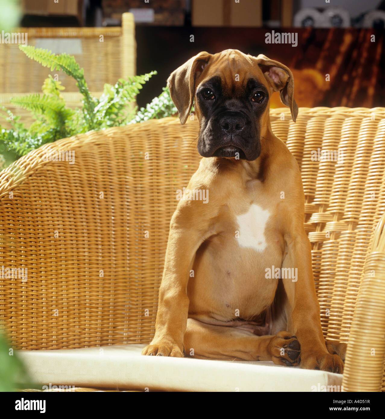 Boxer dog - puppy sitting on cane chair Stock Photo - Alamy