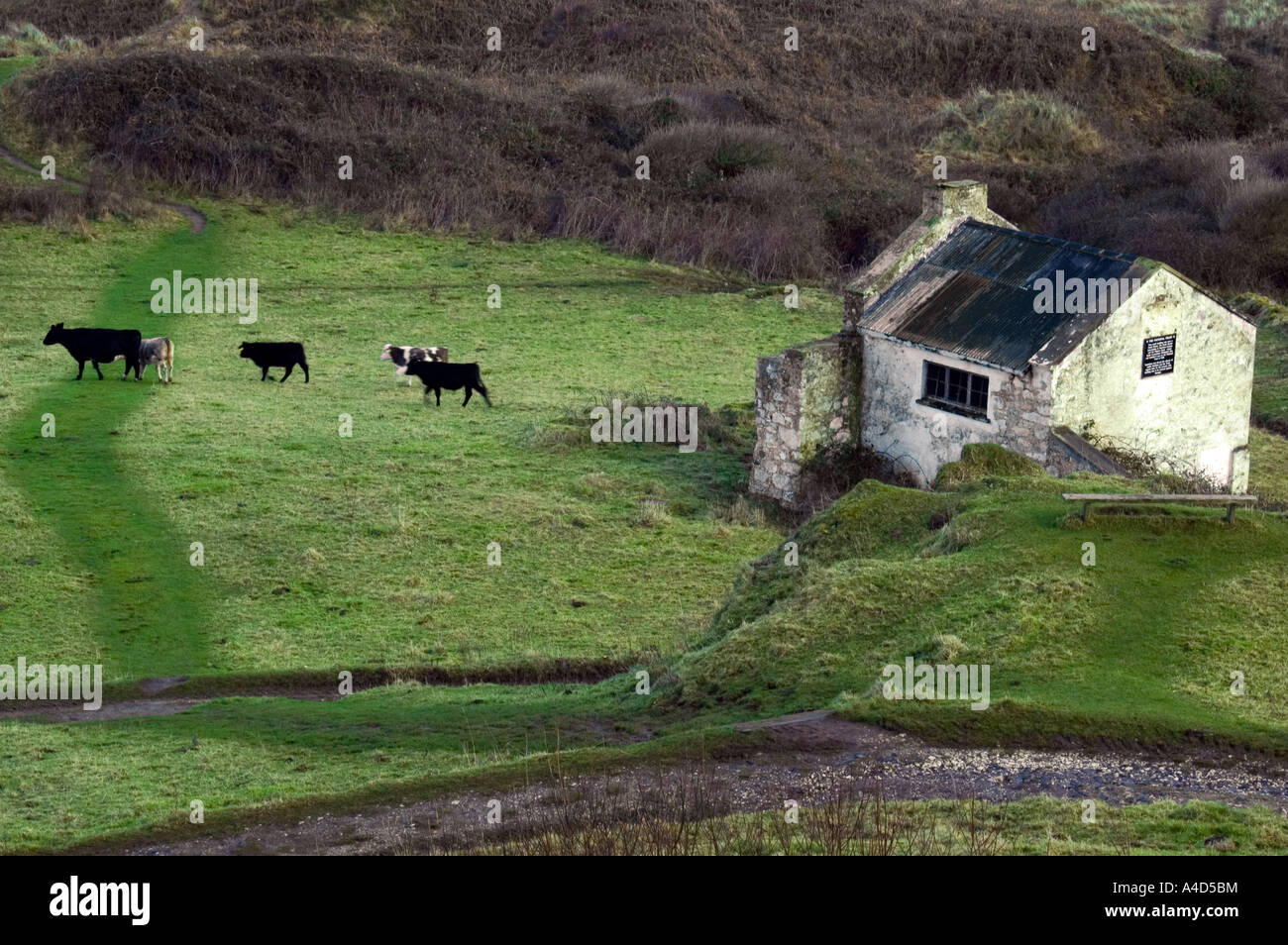 Cows and building at White Park Bay, County Antrim, Northern Ireland ...