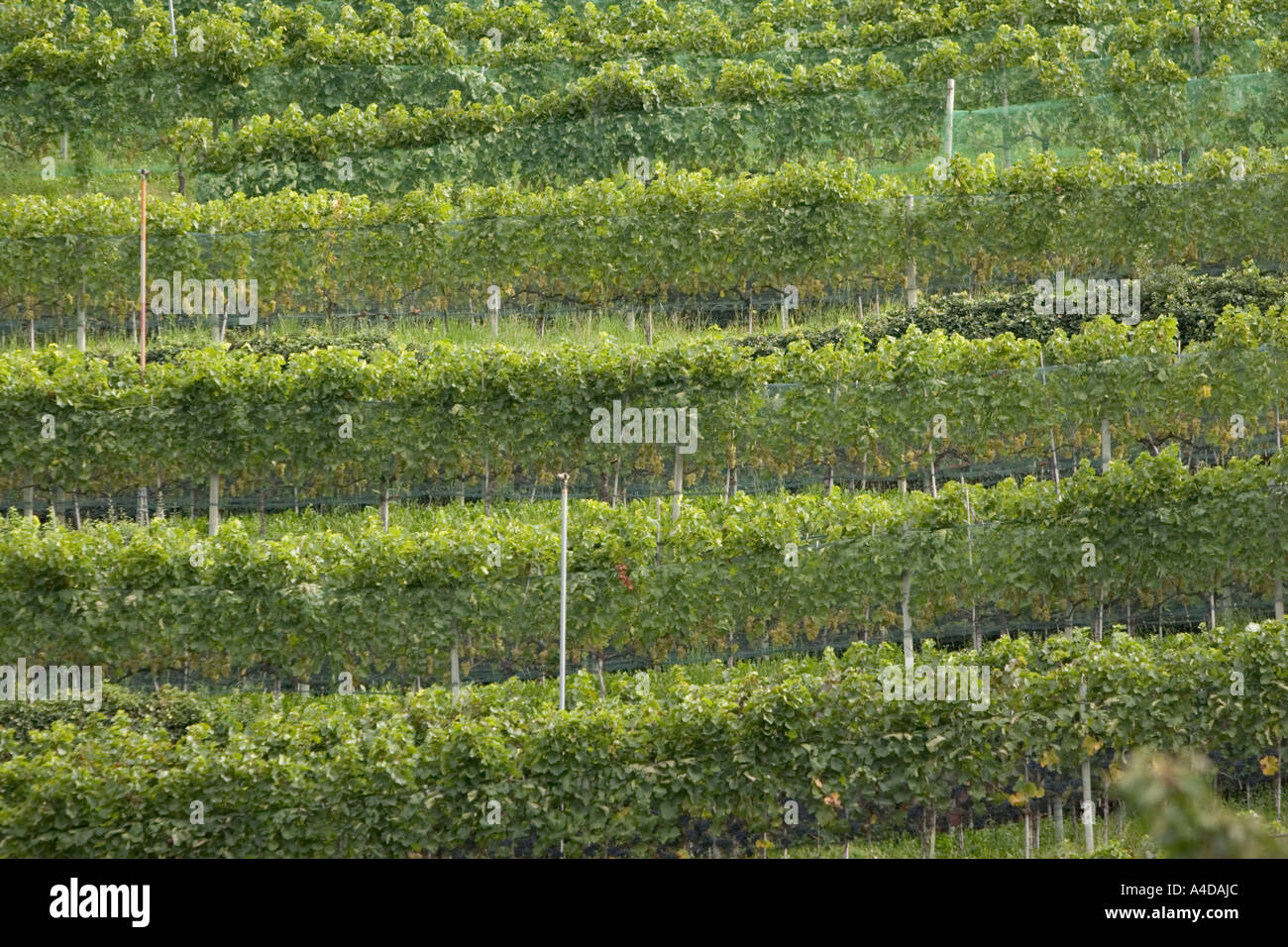 Europe european italia italy south suedtirol sudtirol hi-res stock ...