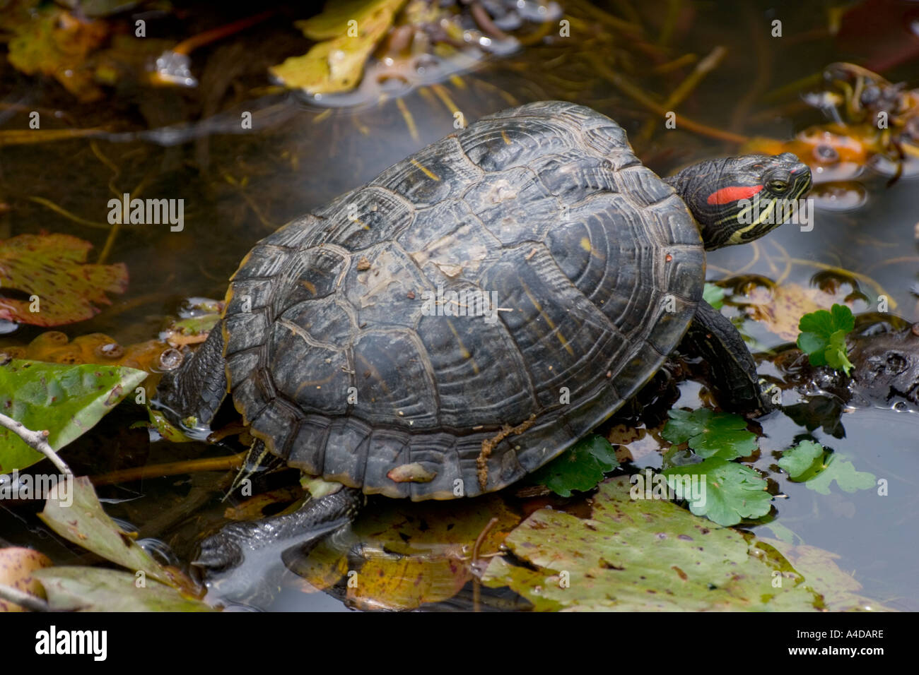 Red-eared slider turtle Stock Photo - Alamy
