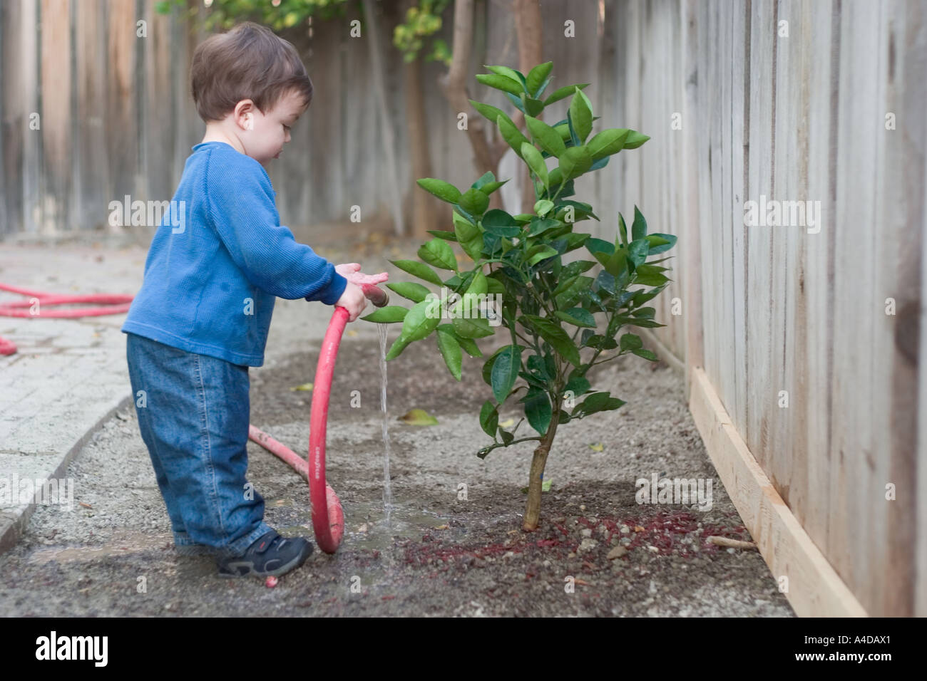 Boy watering a small tree Stock Photo - Alamy
