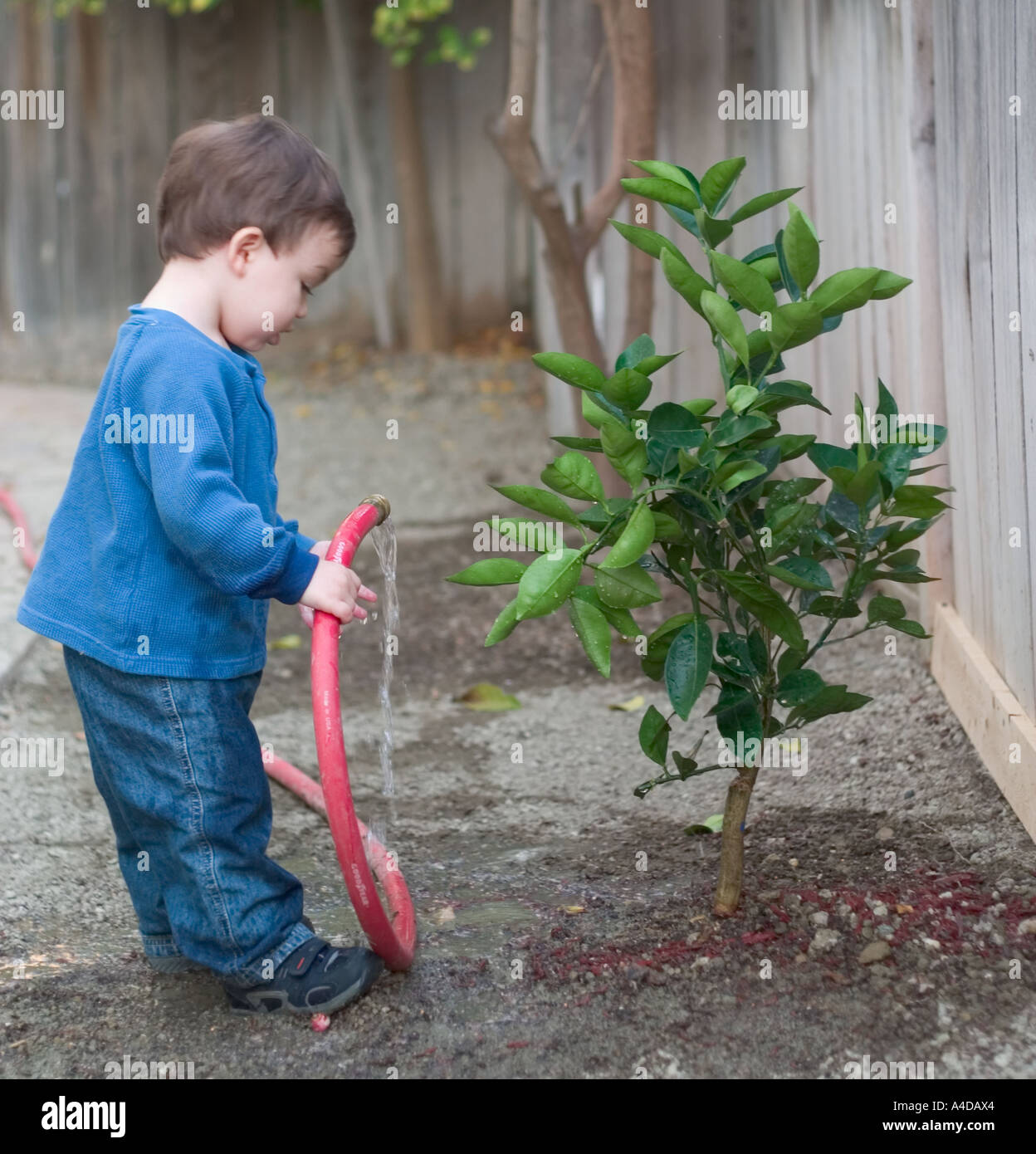 Boy watering a small tree Stock Photo - Alamy