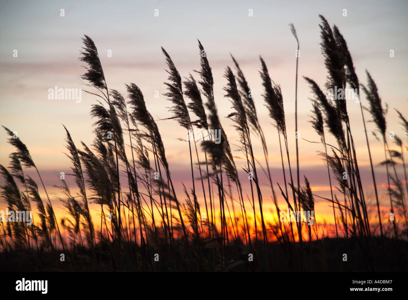 Invasive phragmites reeds hi-res stock photography and images - Alamy