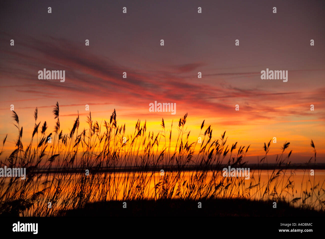 Invasive phragmites reeds hi-res stock photography and images - Alamy