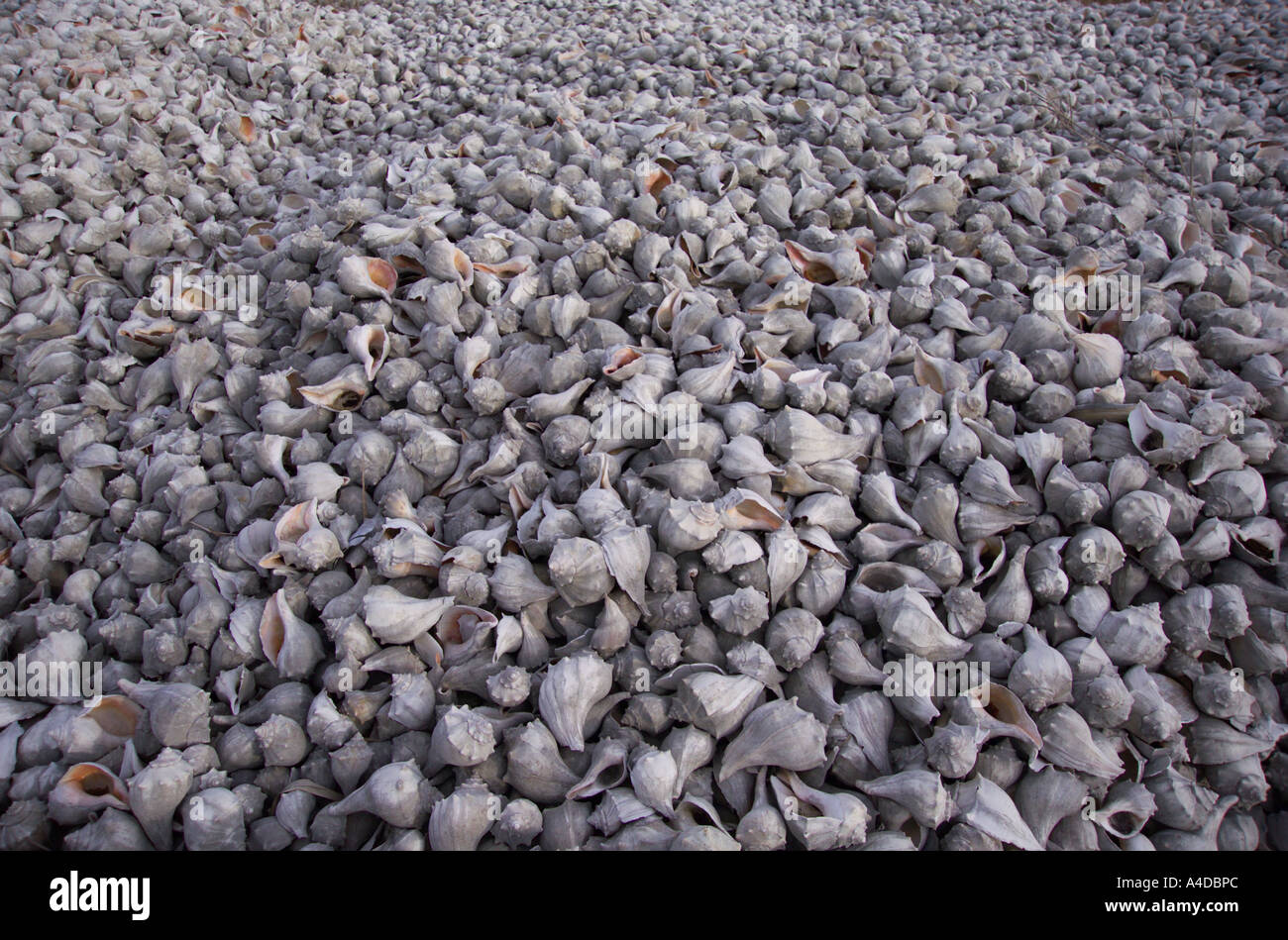 Mass of shells hi-res stock photography and images - Alamy