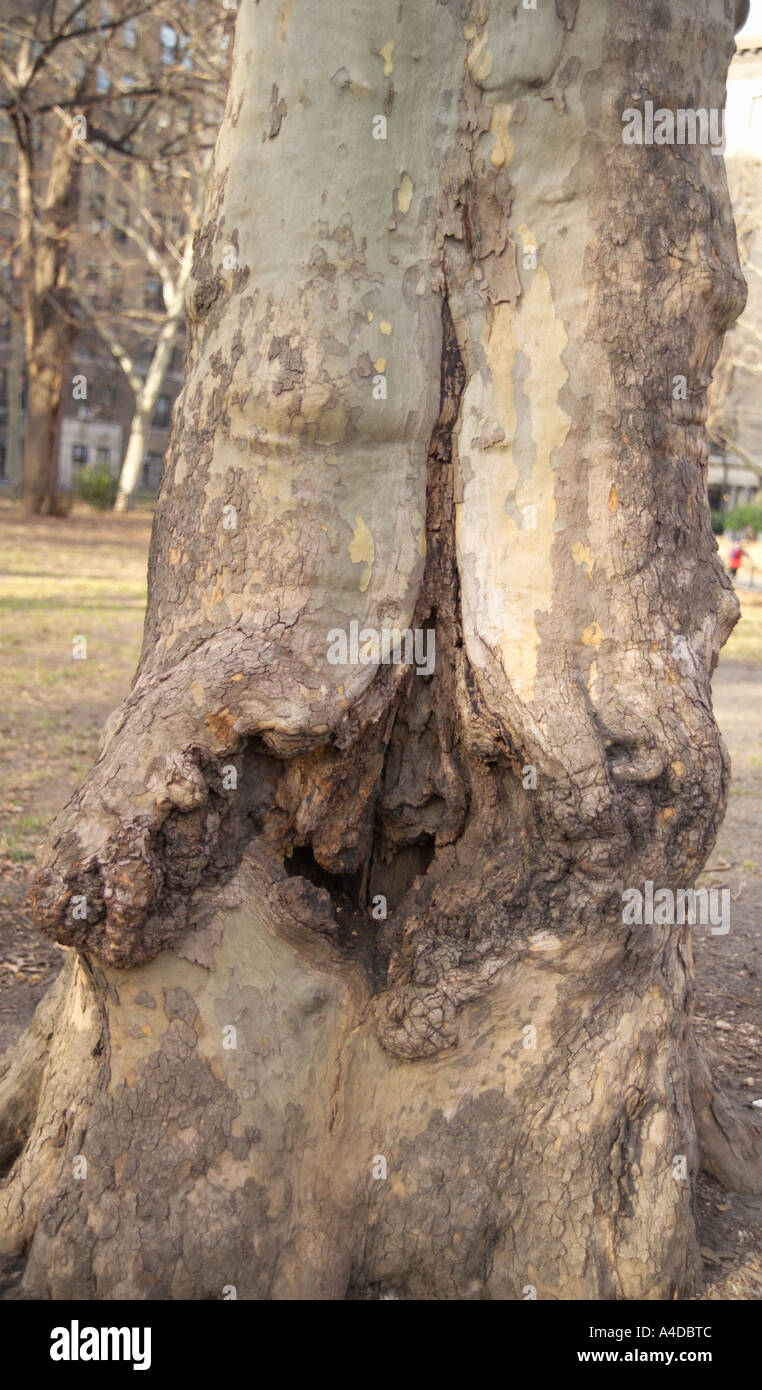 Tree with split bark Stock Photo - Alamy