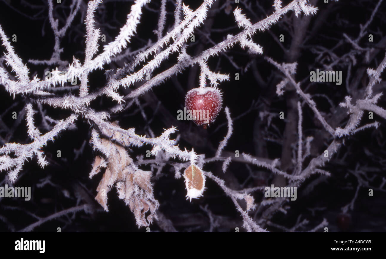 Crystal bite hi-res stock photography and images - Alamy