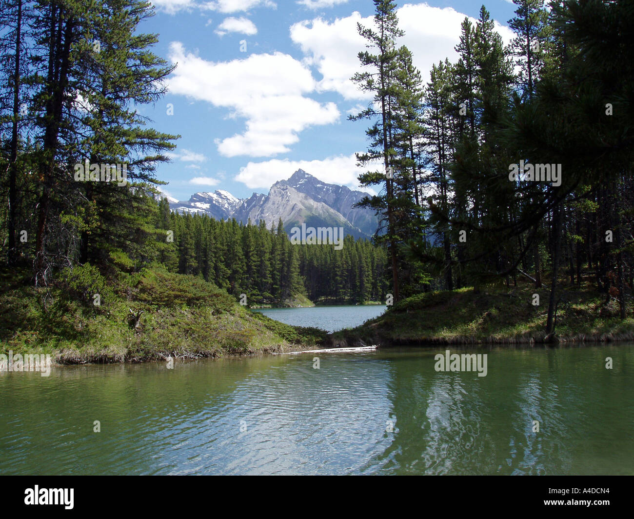 Canada rockies jasper moose lake hi-res stock photography and images ...