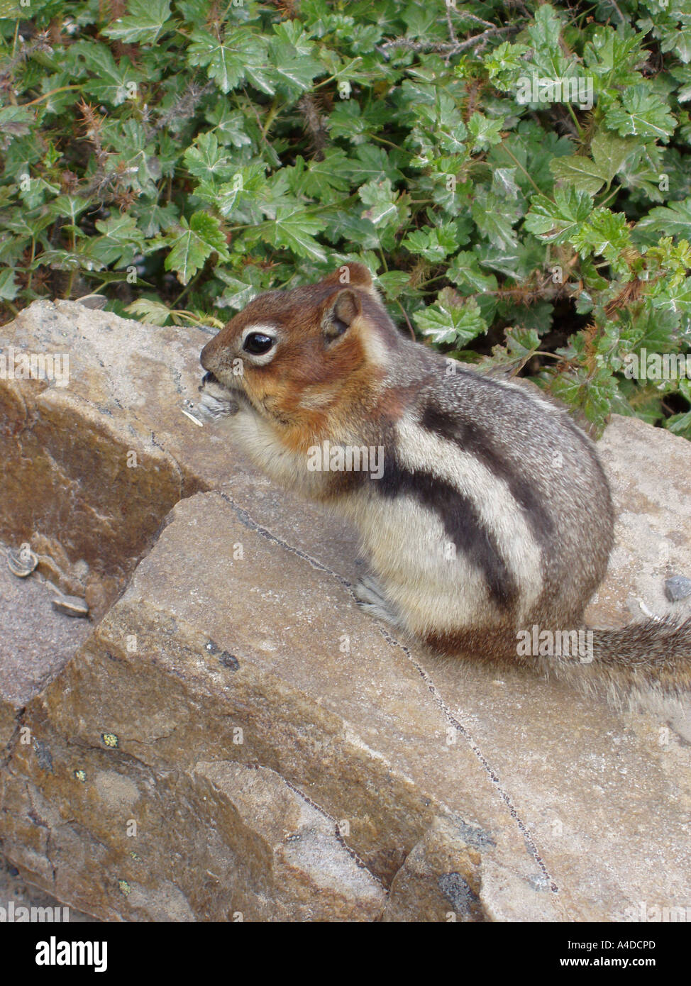 Golden Mantled Ground Squirrel, Banff National Park, Canada Stock Photo ...