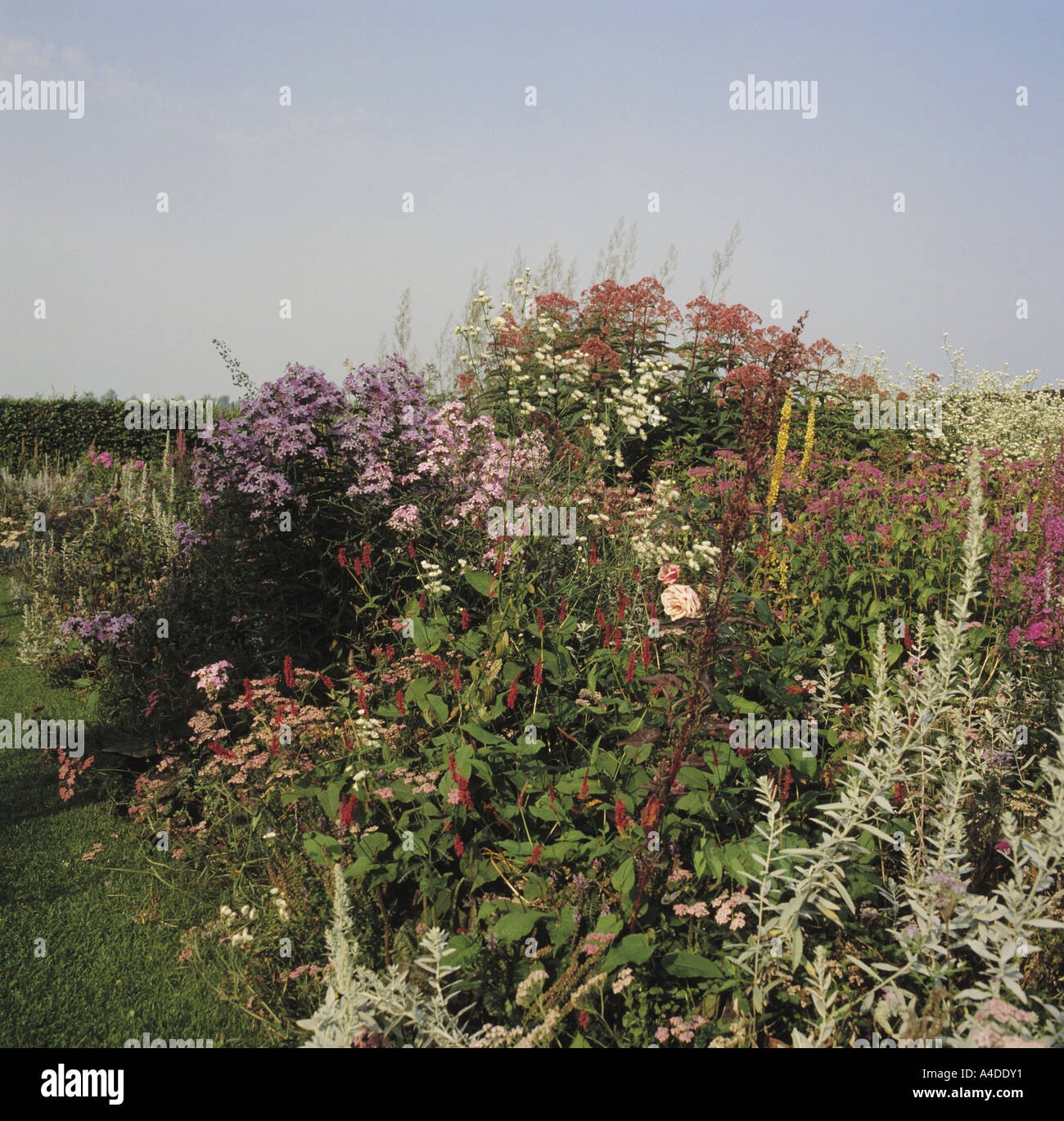 Overgrown garden border hi-res stock photography and images - Alamy