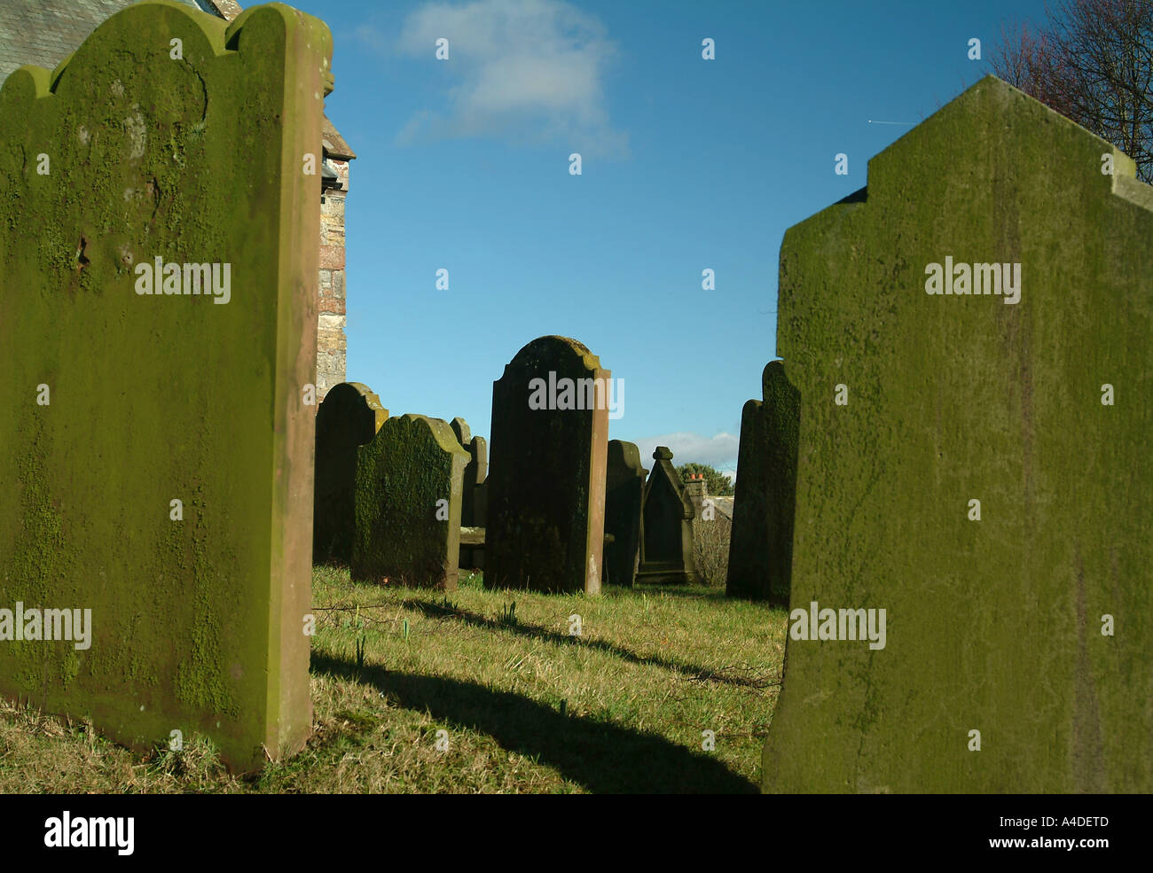 Headstones covered in green lichen and moss decaying stone, Beaumont ...