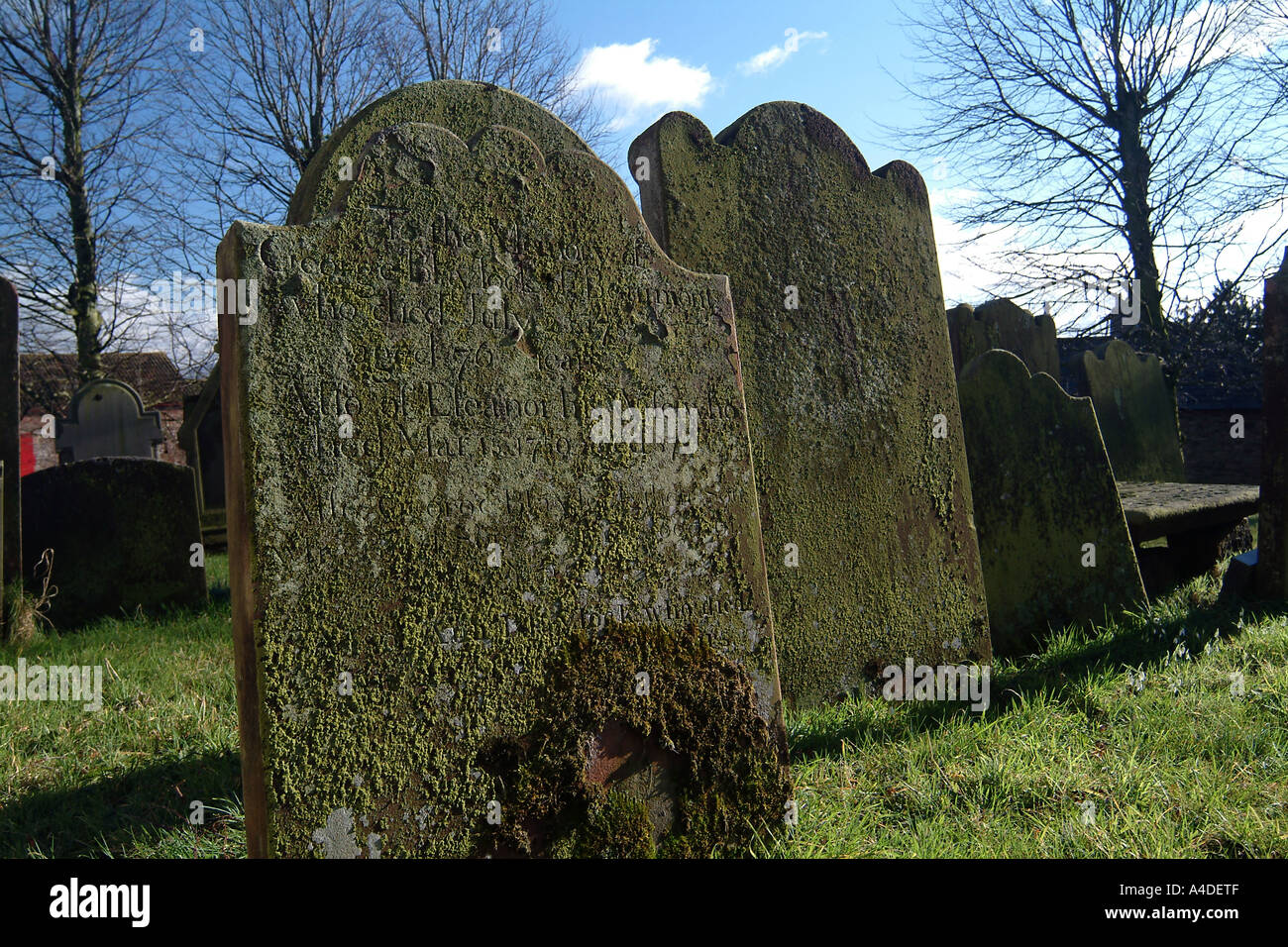 Headstones covered in green lichen and moss decaying stone, Beaumont ...