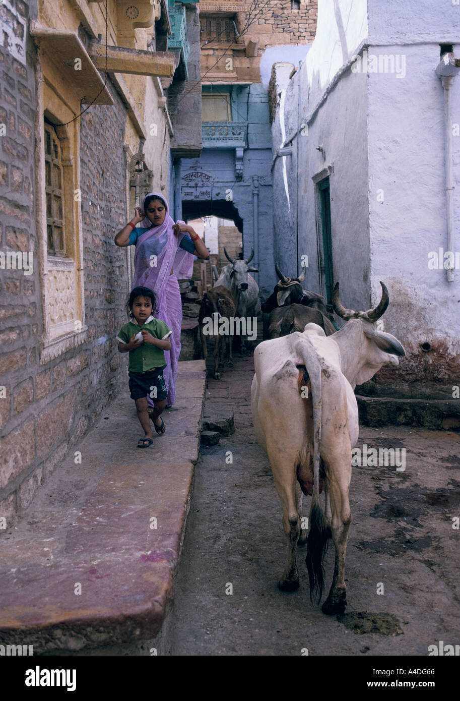 Holy cows roaming the streets of Jaisalmer, Rajasthan, India Stock ...