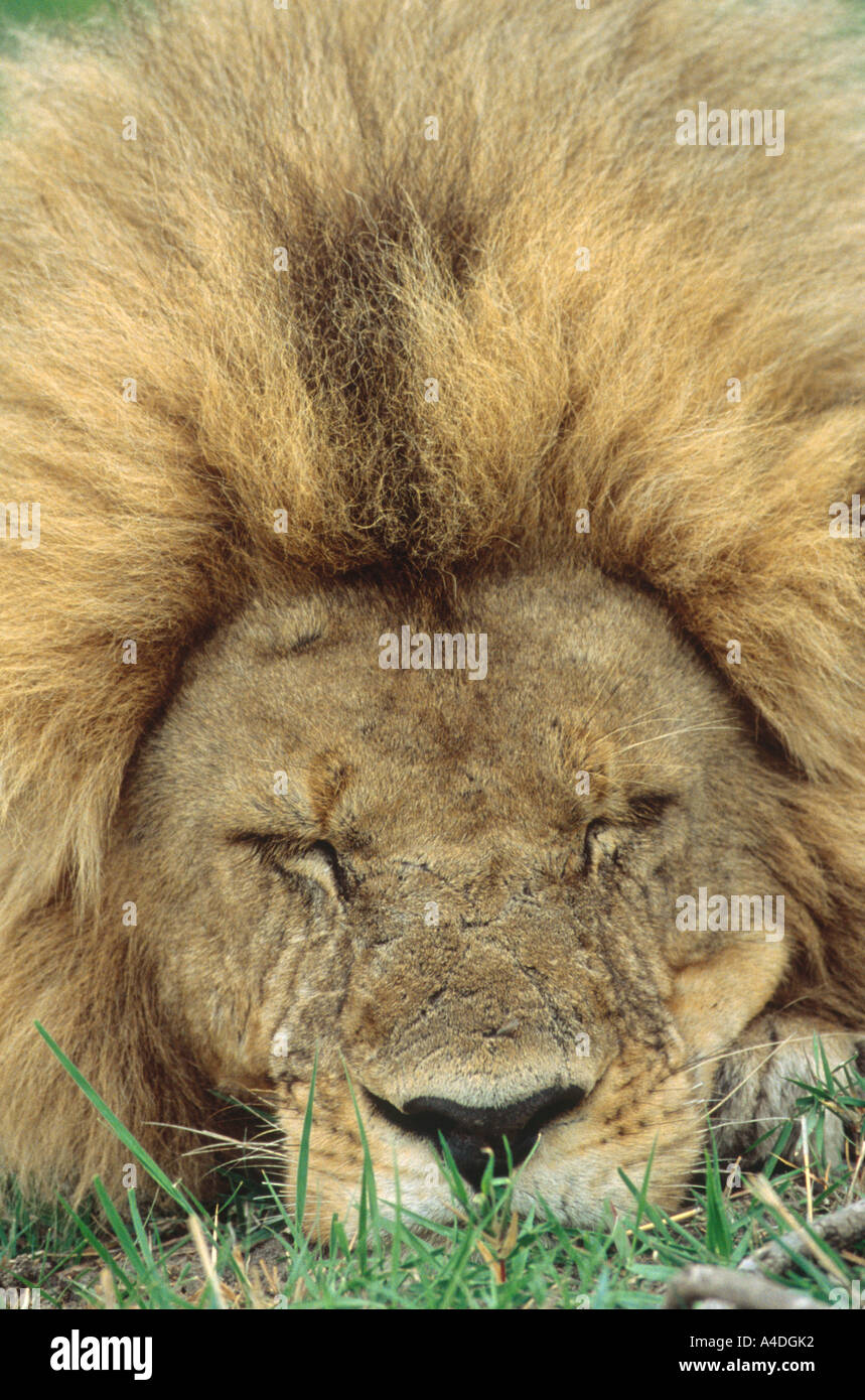 Male lion with mane Okavango Stock Photo - Alamy