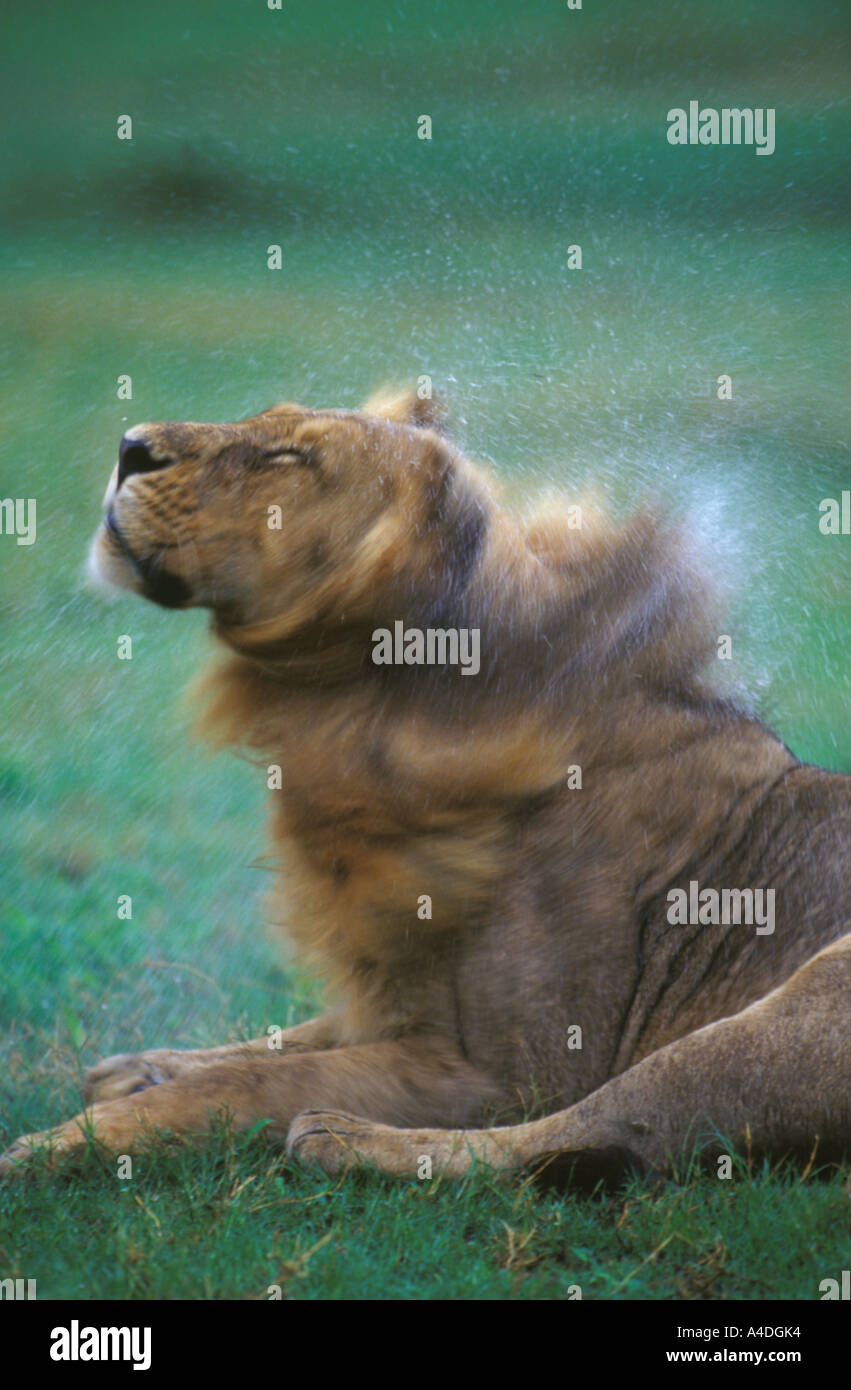 African lion shaking off water Okavango Stock Photo - Alamy