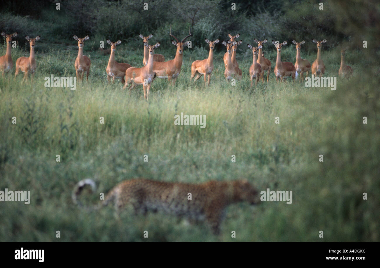 Alert herd of impala, eyeball a leopard, Panthera pardus, at dusk ...