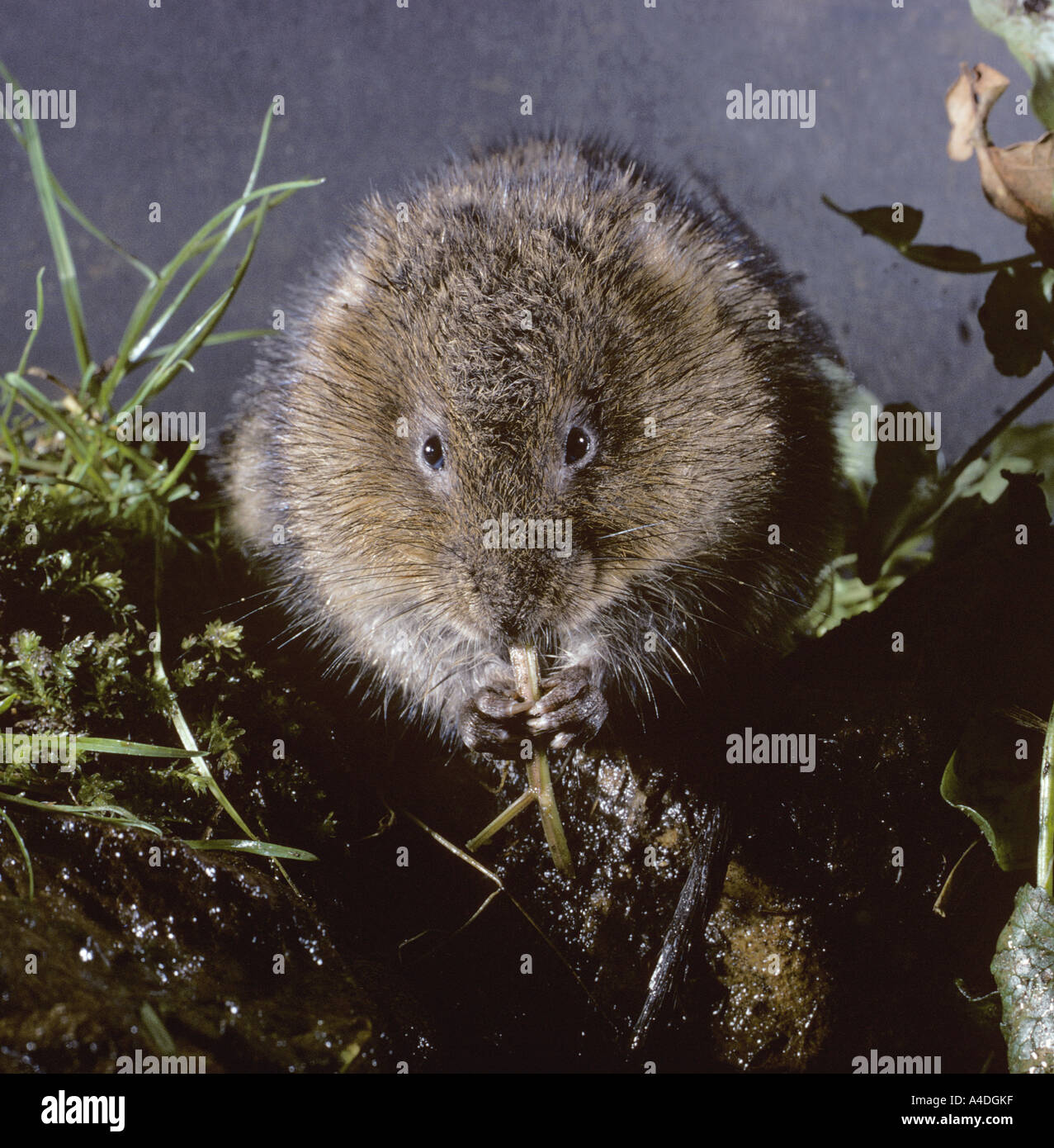 For water voles hi-res stock photography and images - Alamy