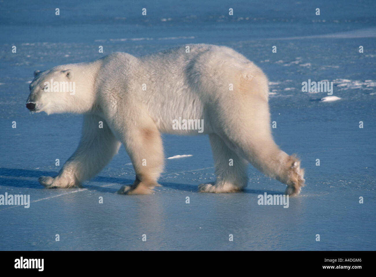 Polar bear, Ursus maritimus, walking over ice. Cape Churchill, Canada ...