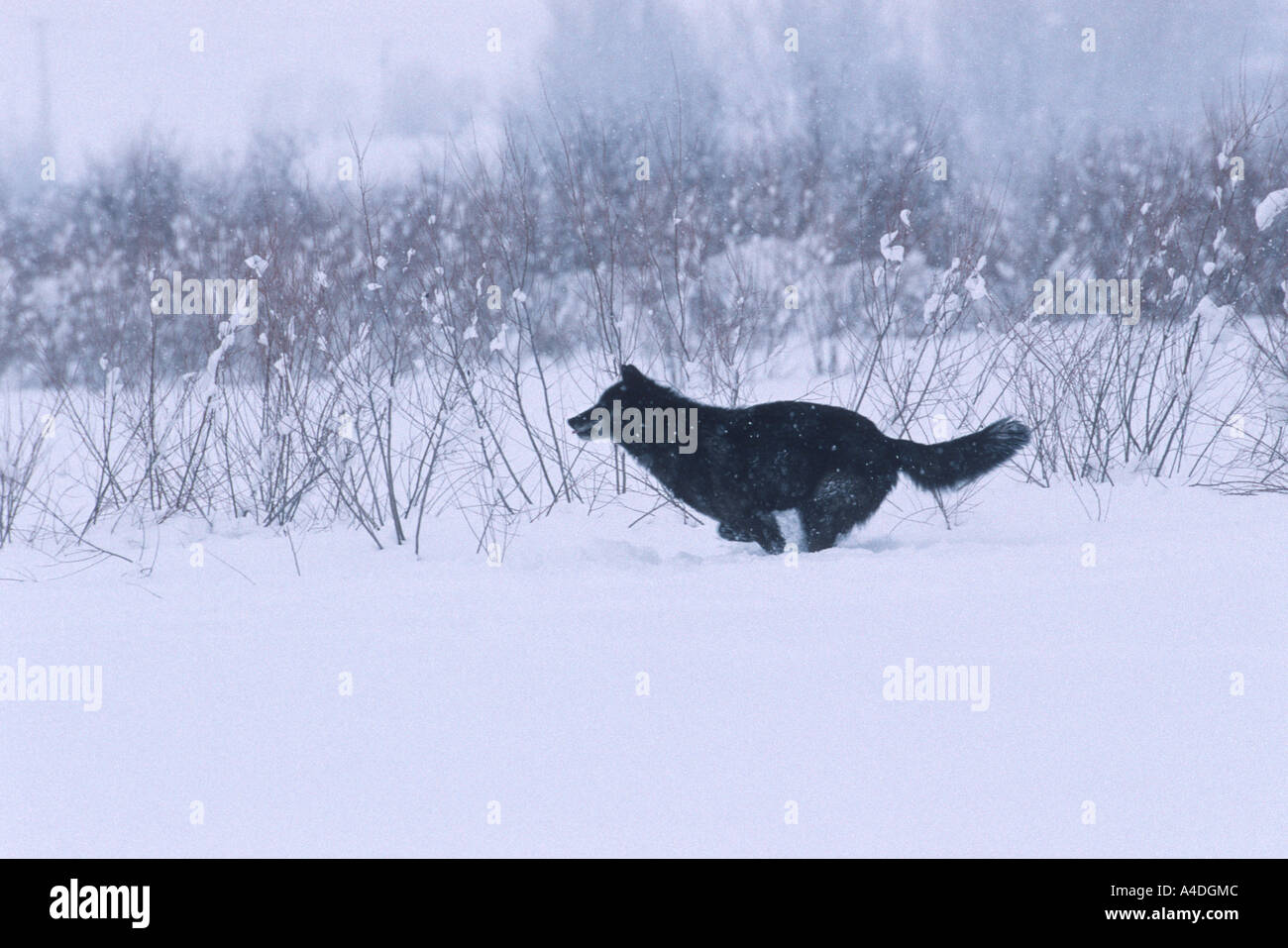 A black morph North american gray or timber wolf, Canis lupus, running ...