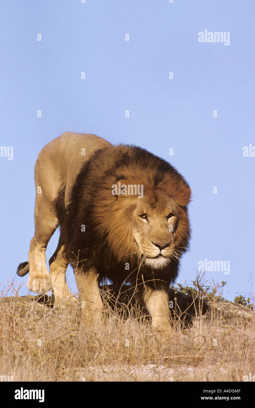 Male lion's mane hi-res stock photography and images - Alamy