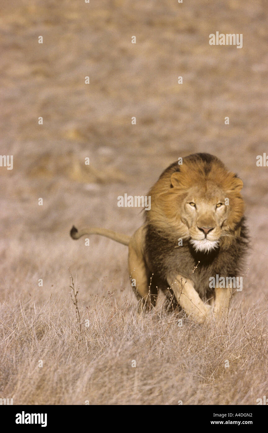Lion Running Towards Camera