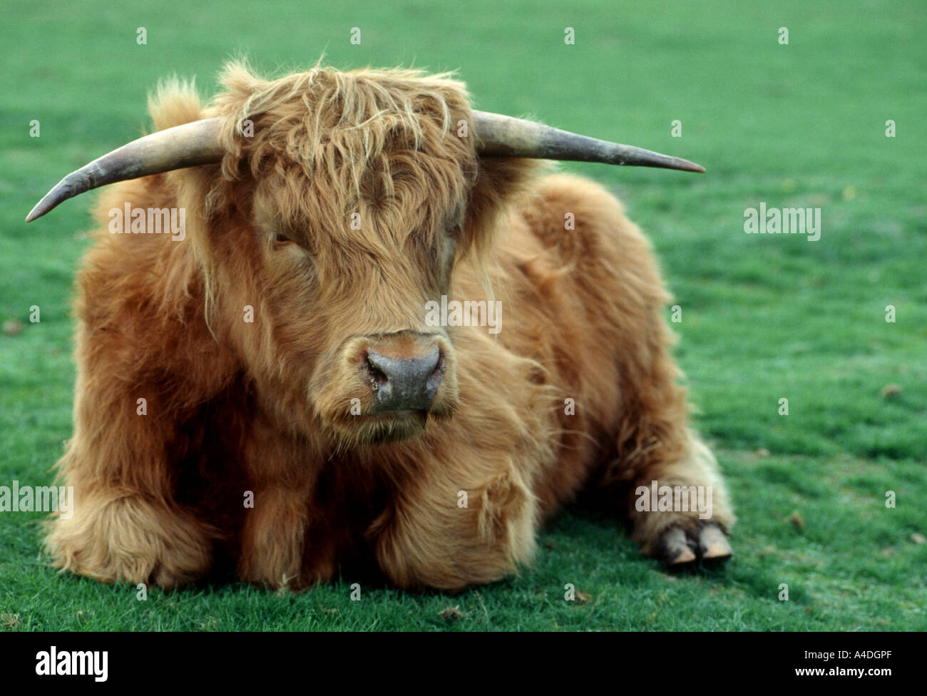 Bull breeds hi-res stock photography and images - Alamy