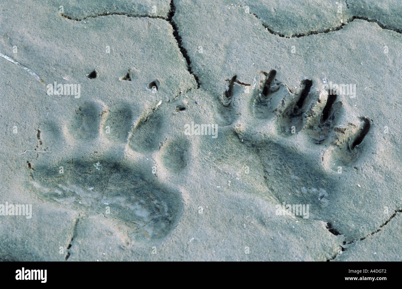 Bear Footprints High Resolution Stock Photography and Images - Alamy