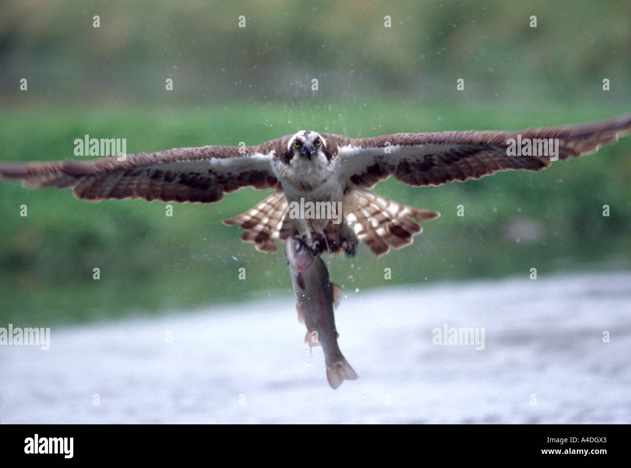 Talon on caught fish hi-res stock photography and images - Alamy