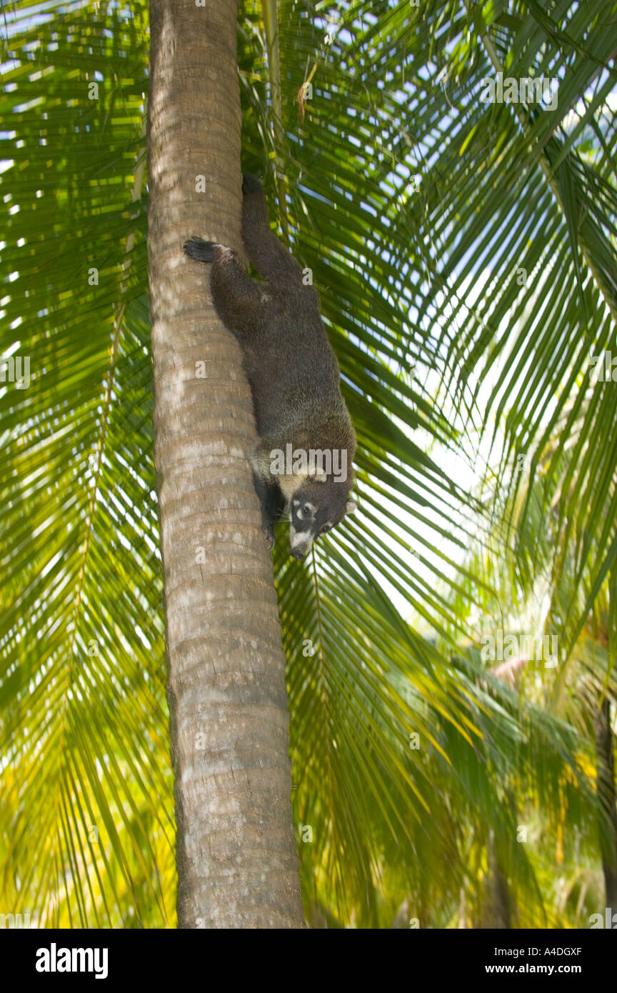 Coati climbing down a palm tree in El Sano Banano gardens at Playa ...